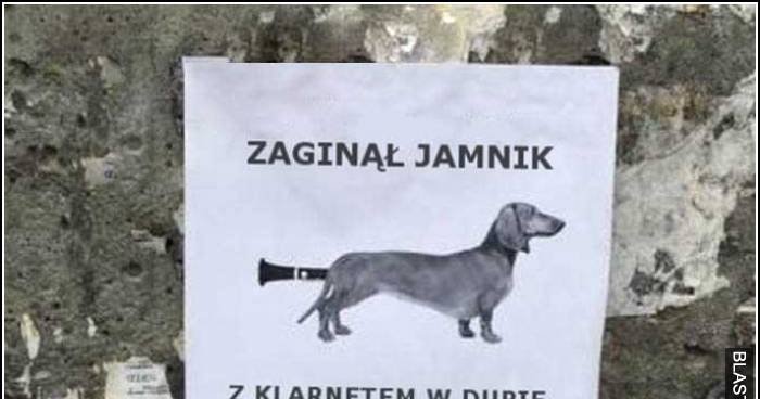 Jamnik z klarnetem w dupie memy, gify i śmieszne obrazki facebook, tapety, demotywatory zdjęcia