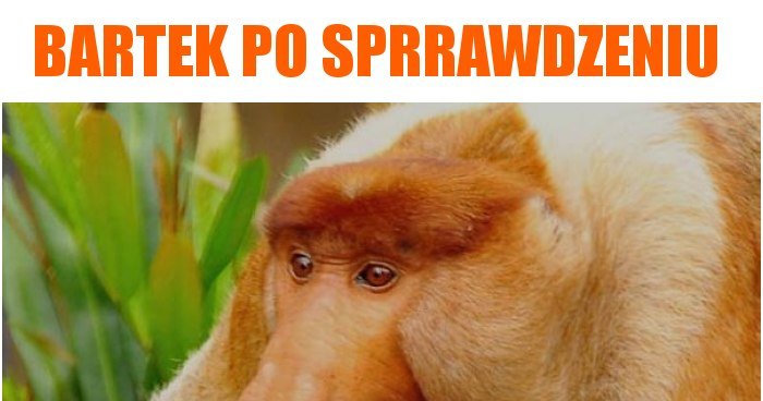 Bartek po sprrawdzeniu memy, gify i śmieszne obrazki facebook, tapety ...