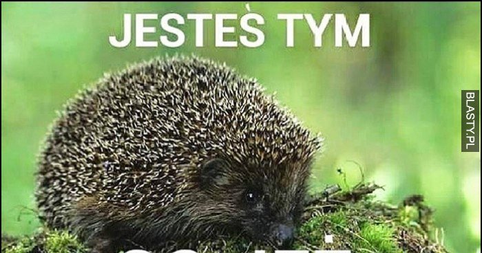 Jesteś tym co jeż jeżyk memy, gify i śmieszne obrazki facebook, tapety ...