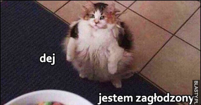 Gruby kot dej jestem zagłodzony memy, gify i śmieszne obrazki facebook ...