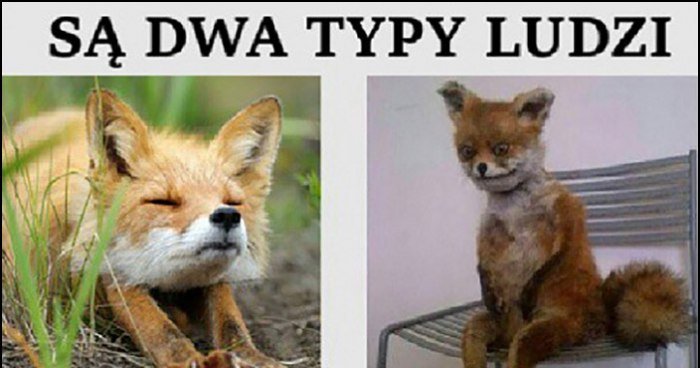 Są dwa typy ludzi jeden budzik vs wiele budzików lis lisy memy, gify i ...