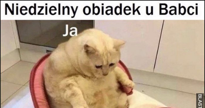 Niedzielny obiadek u babci ja kot: deser, schabowy, 100 zł, kompot ...