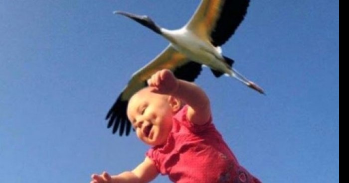 A jednak bocian memy, gify i śmieszne obrazki facebook, tapety ...