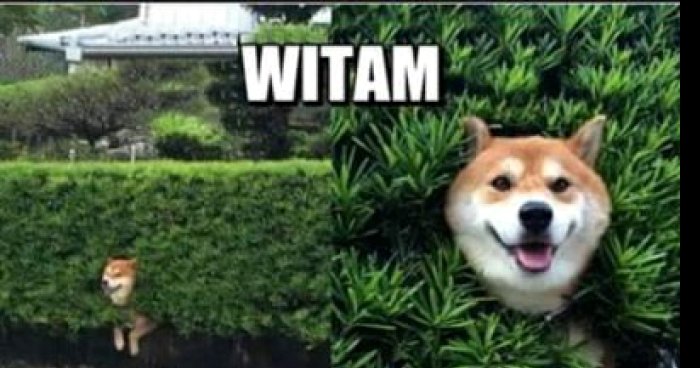 Witam utkłem memy, gify i śmieszne obrazki facebook, tapety ...