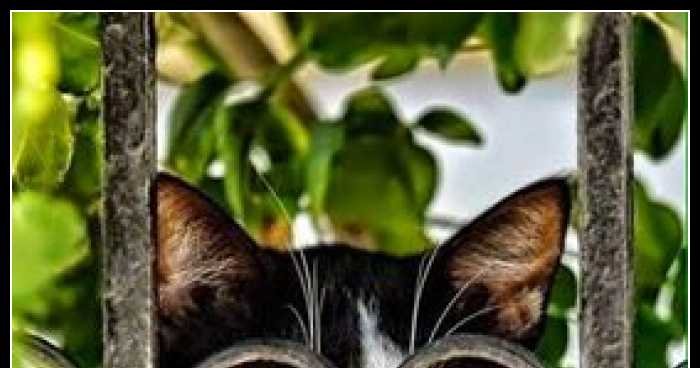 Kot Filemon memy, gify i śmieszne obrazki facebook, tapety ...