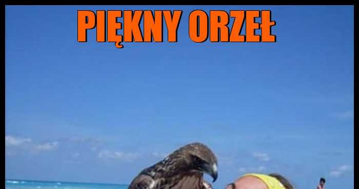 Piękny orzeł memy, gify i śmieszne obrazki facebook, tapety ...