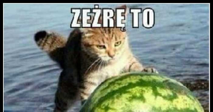Zeżrę to memy, gify i śmieszne obrazki facebook, tapety, demotywatory ...