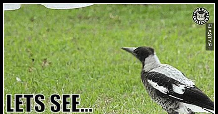 Nietoperz memy, gify i śmieszne obrazki facebook, tapety, demotywatory ...