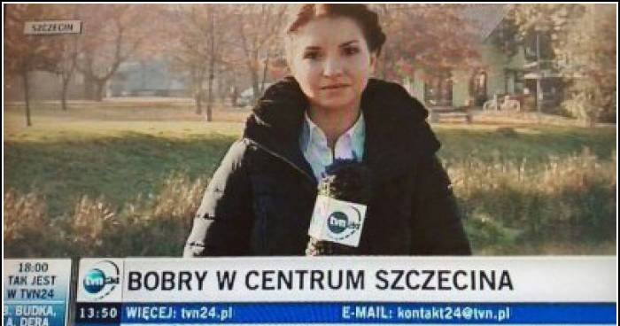 Bobry w centrum szczecina - całe liceum siedzisz w książkach jesteś ...
