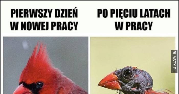 Pierwszy dzień w nowej pracy vs po pięciu latach w pracy memy, gify i ...