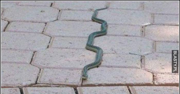 wonsz memy, gify i śmieszne obrazki facebook, tapety, demotywatory zdjęcia