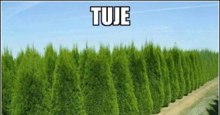 Tuje a tu nie je memy, gify i śmieszne obrazki facebook, tapety ...