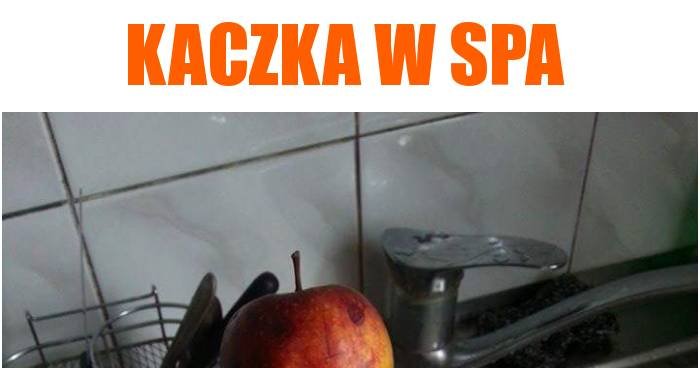 Kaczka w spa memy, gify i śmieszne obrazki facebook, tapety ...