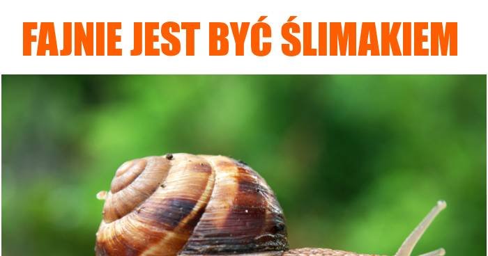 Fajnie jest być ślimakiem memy, gify i śmieszne obrazki facebook ...