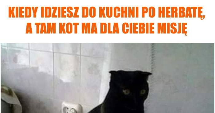 kot memy, gify i śmieszne obrazki facebook, tapety, demotywatory zdjęcia