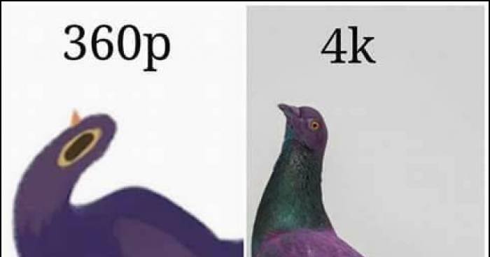Gołąb 360p vs 4k memy, gify i śmieszne obrazki facebook, tapety ...