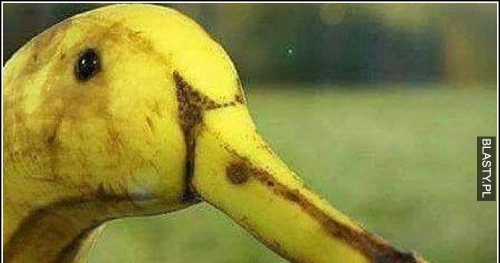 Kaczka memy, gify i śmieszne obrazki facebook, tapety, demotywatory zdjęcia