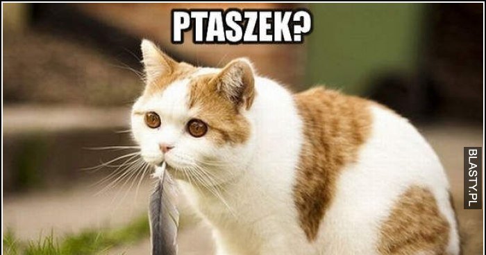 Ptaszek ? jaki ptaszek memy, gify i śmieszne obrazki facebook, tapety ...