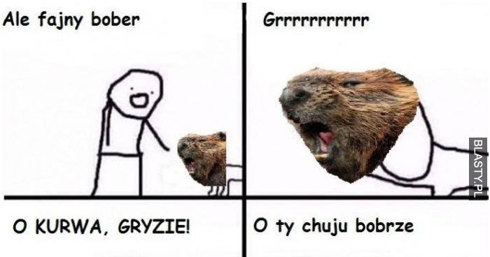 Ale fajny bober memy, gify i śmieszne obrazki facebook, tapety ...