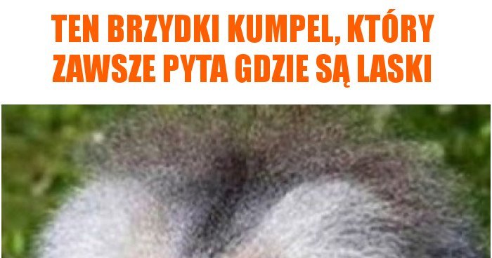 Ten brzydki kumpel, który zawsze pyta gdzie są laski memy, gify i ... Ten brzydki kumpel, który zawsze pyta gdzie są laski memy, gify i ...
