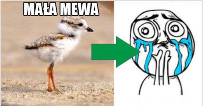 Mała mewa vs Mały gołąn memy, gify i śmieszne obrazki facebook, tapety ...