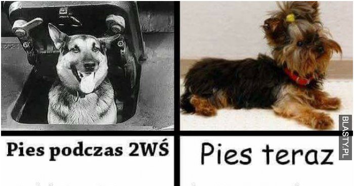 Psy kiedyś VS psy dzisiaj memy, gify i śmieszne obrazki facebook ...