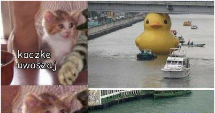Kitku memy, gify i śmieszne obrazki facebook, tapety, demotywatory zdjęcia