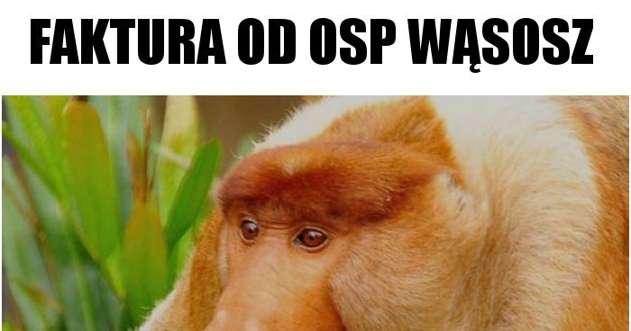 Faktura od osp wąsosz memy, gify i śmieszne obrazki facebook, tapety ...