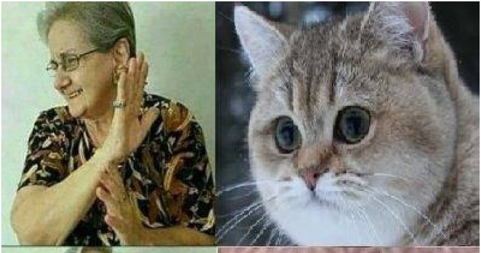 Kitku memy, gify i śmieszne obrazki facebook, tapety, demotywatory zdjęcia