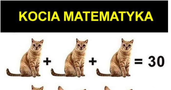 Kocia matematyka - kto rozwiąże ? memy, gify i śmieszne obrazki ...