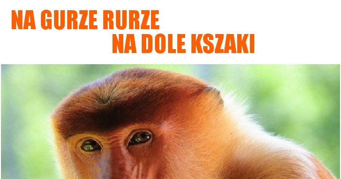 Na gurze rurze na dole kszaki memy, gify i śmieszne obrazki facebook ...