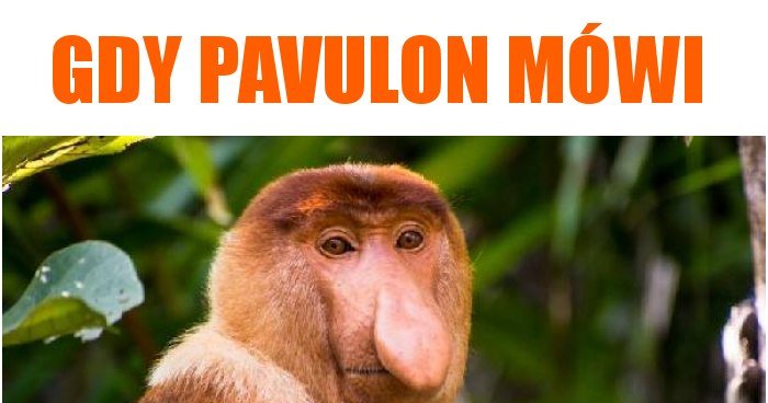 Gdy Pavulon mówi memy, gify i śmieszne obrazki facebook, tapety ...