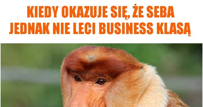 kiedy okazuje się, że seba jednak nie leci business klasą memy, gify i ...