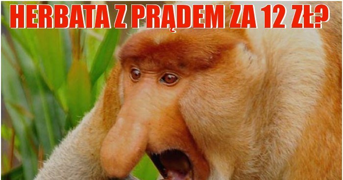 Herbata z prądem za 12 zł? memy, gify i śmieszne obrazki facebook ...