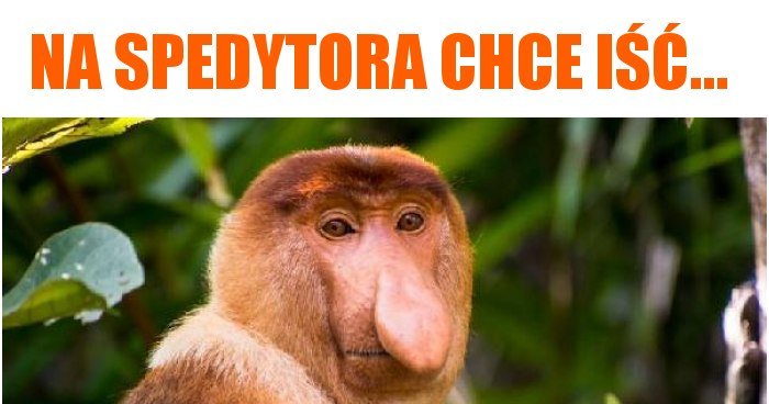 Na spedytora chce iść... memy, gify i śmieszne obrazki facebook, tapety ...