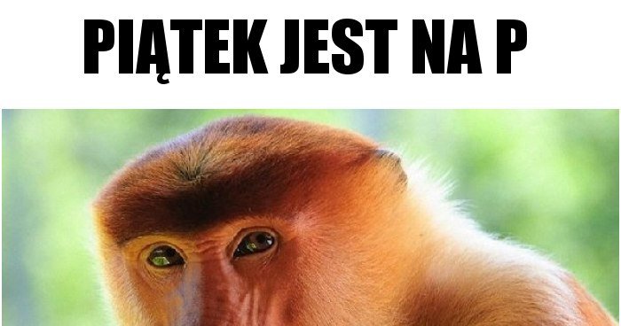 piątek jest na p memy, gify i śmieszne obrazki facebook, tapety ...
