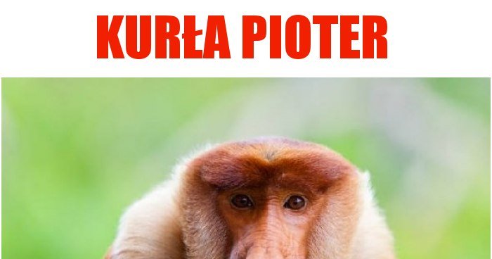 Kurła Pioter memy, gify i śmieszne obrazki facebook, tapety ...