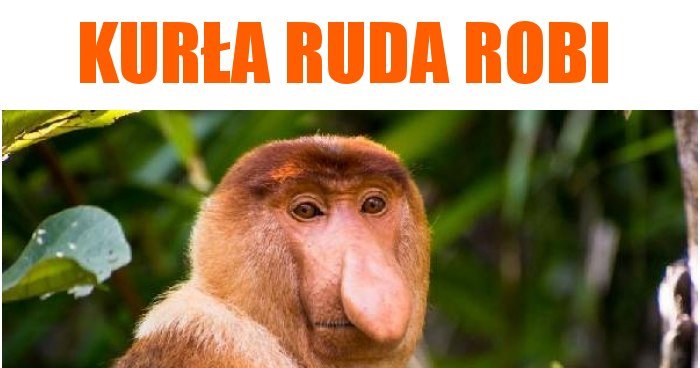 Kurła Ruda robi memy, gify i śmieszne obrazki facebook, tapety ...