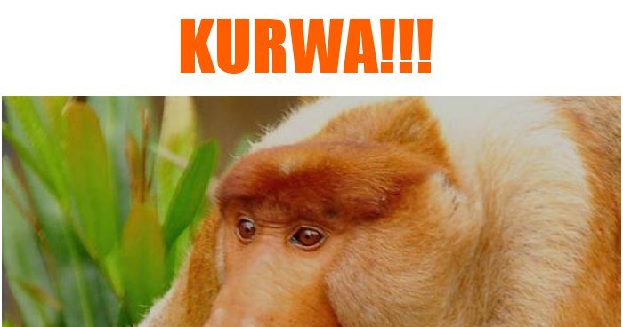 Kurwa!!! memy, gify i śmieszne obrazki facebook, tapety, demotywatory ...