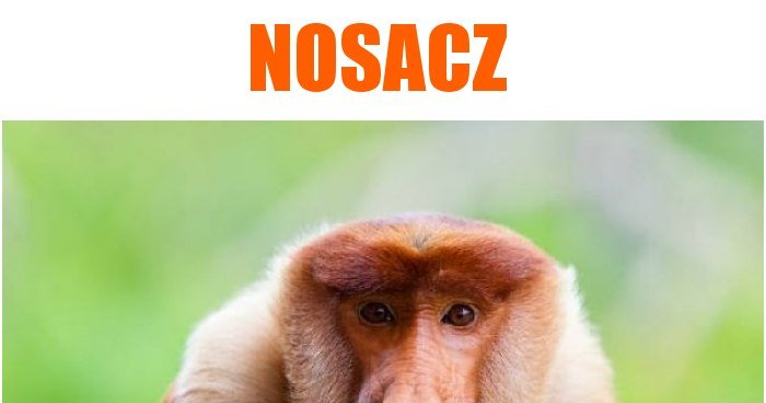 Nosacz memy, gify i śmieszne obrazki facebook, tapety, demotywatory zdjęcia