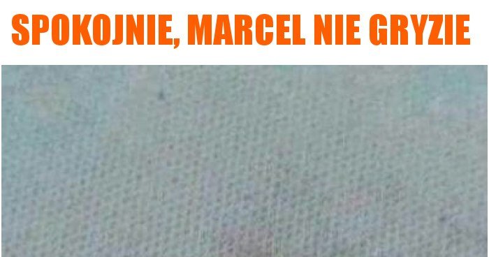 Spokojnie, Marcel nie gryzie memy, gify i śmieszne obrazki facebook ...