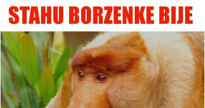 Stahu borzenke bije memy, gify i śmieszne obrazki facebook, tapety ...