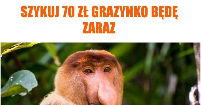 Szykuj 70 zł Grazynko będę zaraz memy, gify i śmieszne obrazki facebook ...