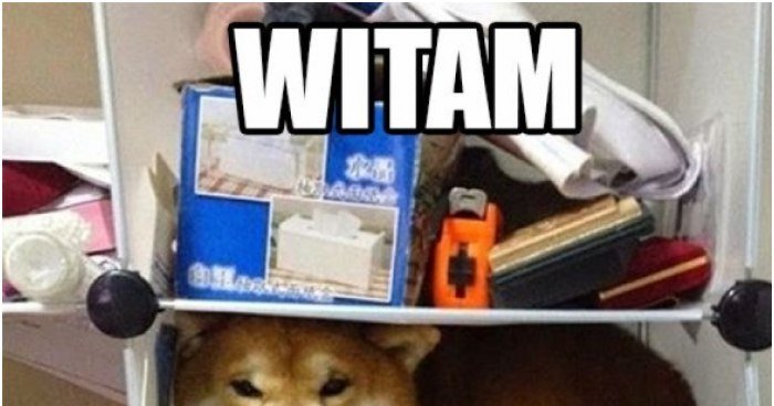Witam, utkłem memy, gify i śmieszne obrazki facebook, tapety ...