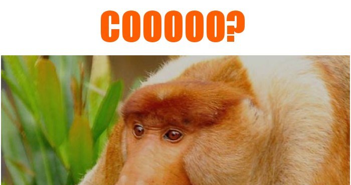 Cooooo? memy, gify i śmieszne obrazki facebook, tapety, demotywatory ...