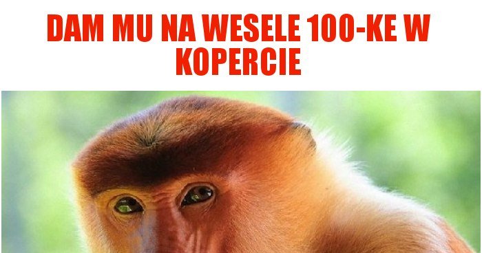 Dam mu na wesele 100-ke w kopercie memy, gify i śmieszne obrazki ...