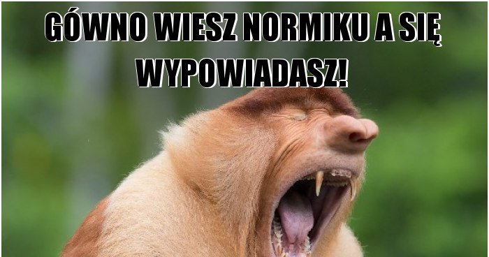 Gówno Wiesz normiku a się wypowiadasz! memy, gify i śmieszne obrazki ...