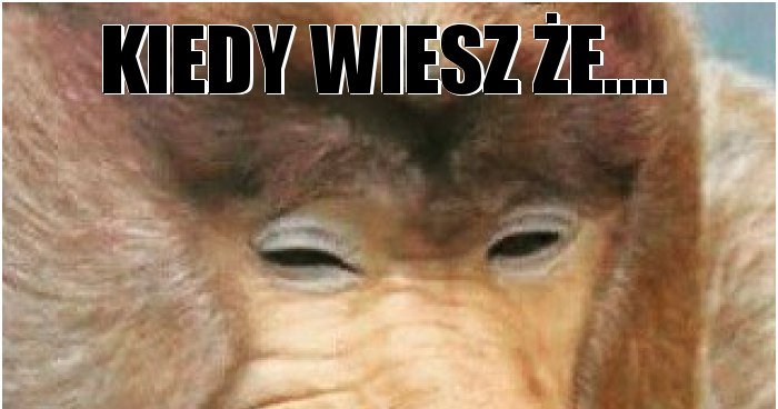 Kiedy wiesz że.... memy, gify i śmieszne obrazki facebook, tapety ...