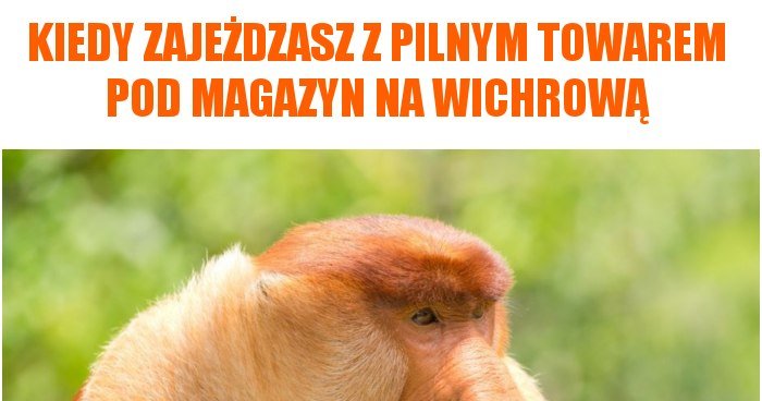 kiedy zajeżdzasz z pilnym towarem pod magazyn na wichrową memy, gify i ...