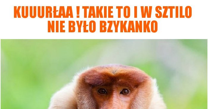 Kuuurłaa ! Takie to i w sztilo nie było bzykanko memy, gify i śmieszne ...